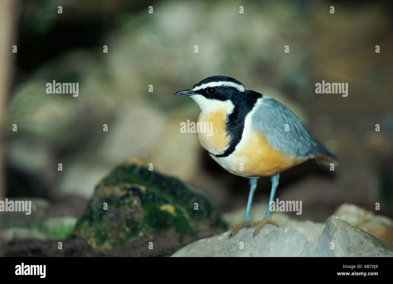Egyptian plover (Pluvianus aegyptius), standing on a stone Stock Photo ...