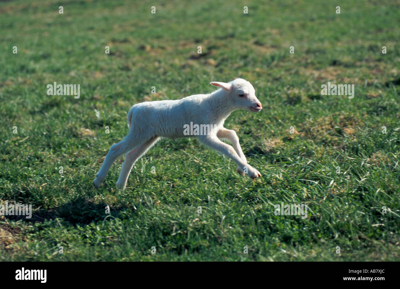Baby jumping festival hi-res stock photography and images - Alamy
