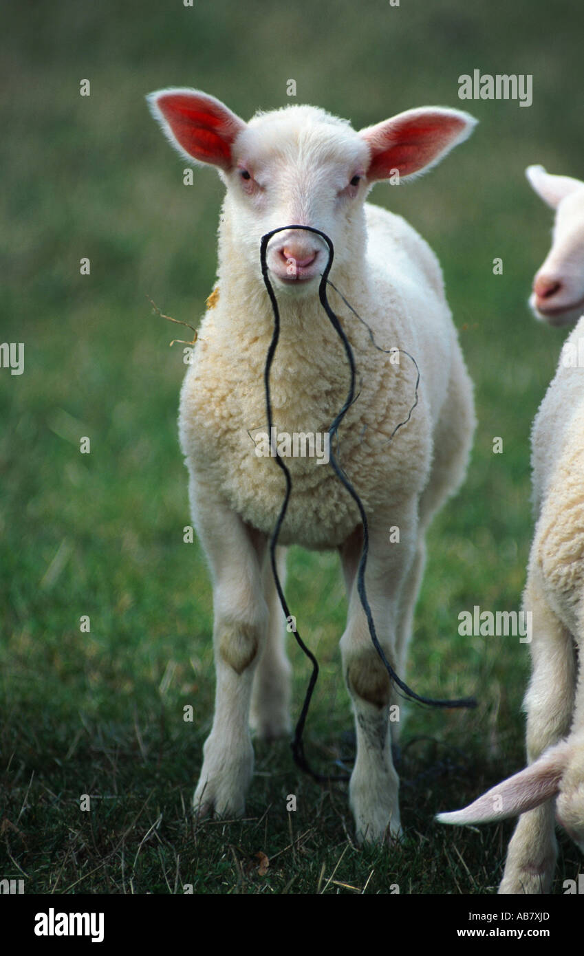 domestic sheep (Ovis ammon f. aries), lamb, playing with rope Stock ...