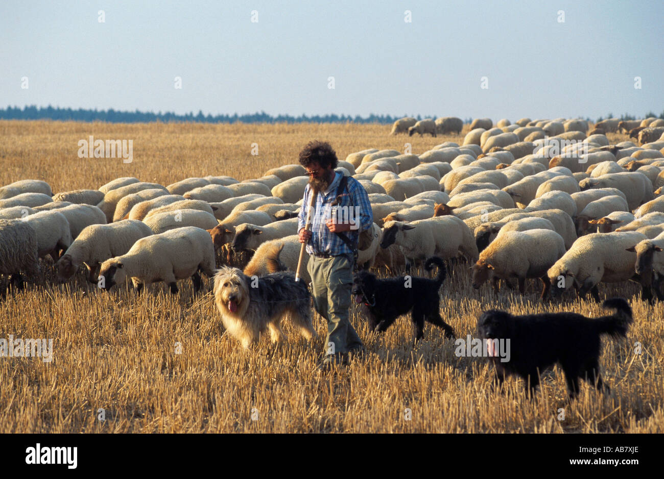 Sheepdog with sheep hi-res stock photography and images - Alamy