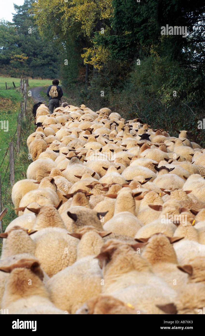 Coburg fox sheep ovis ammon f aries hi-res stock photography and images ...