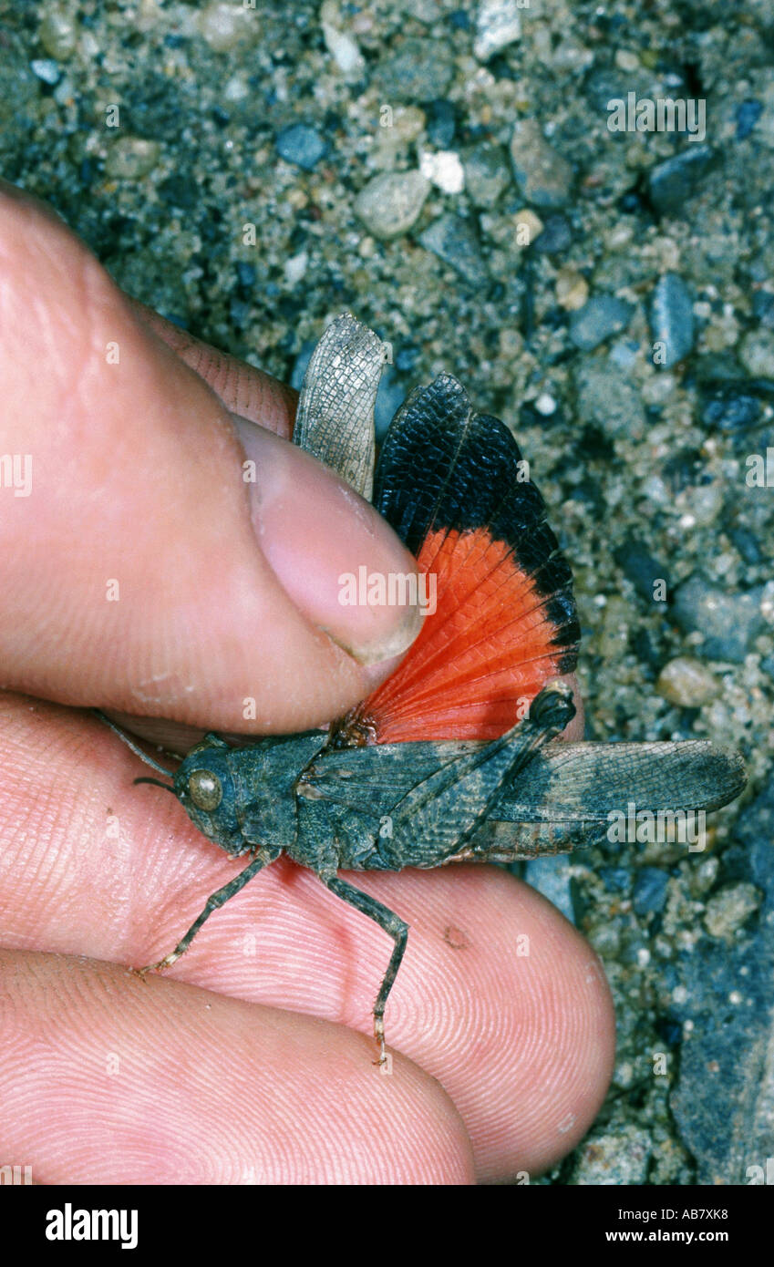 red-winged grasshopper (Oedipoda germanica), with red backwing Stock ...