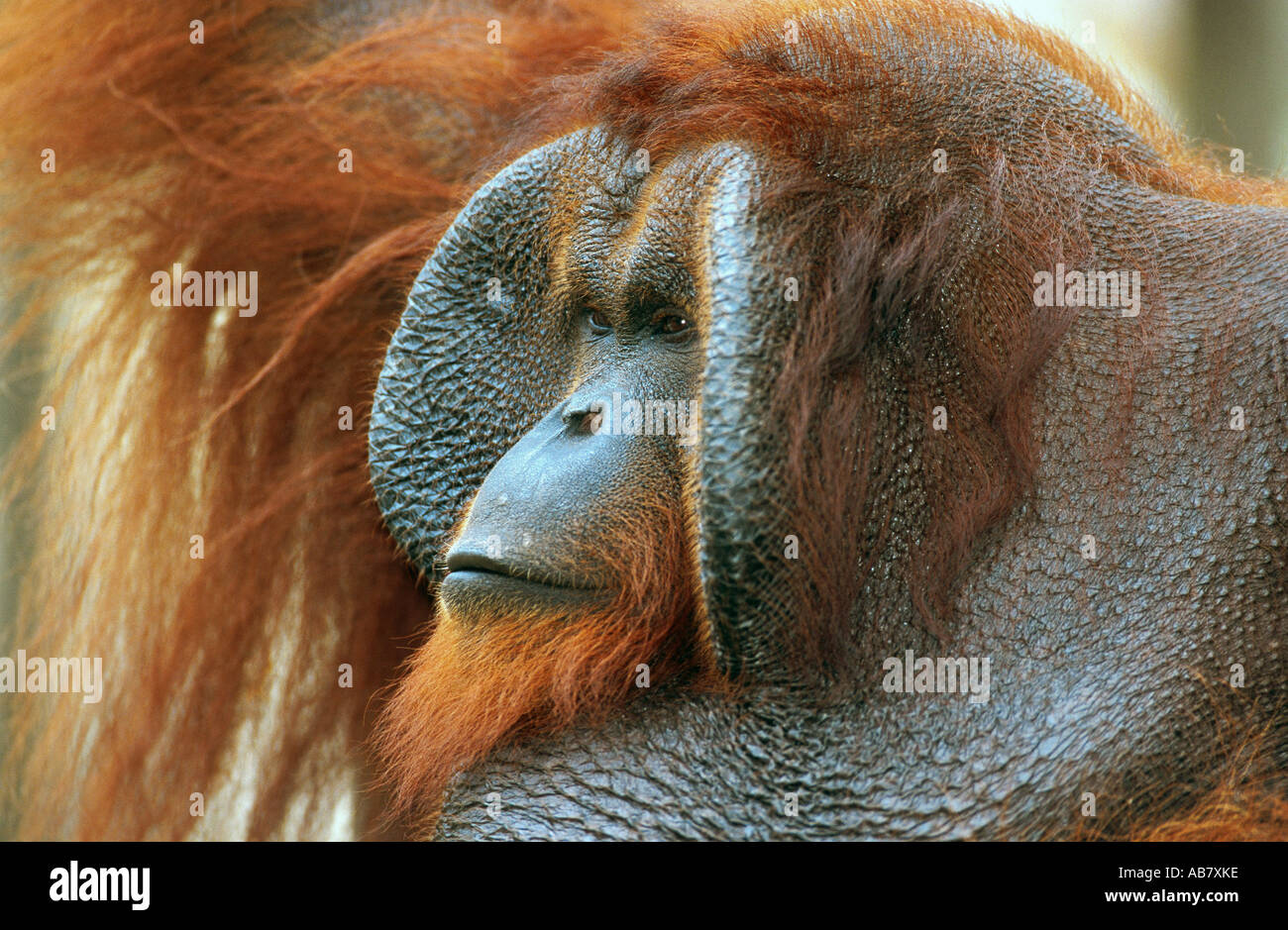 orang-utan, orangutan, orang-outang (Pongo pygmaeus), old male Stock ...