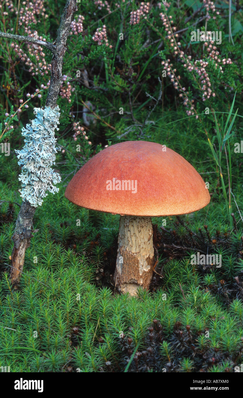 orange scaber-stalk, red cap bolete (Leccinum aurantiacum Stock Photo ...