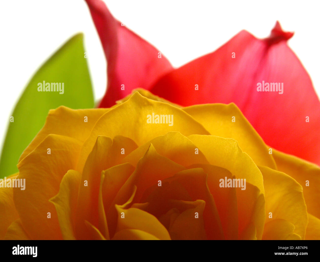 rose (Rosa spec.), cutted out Stock Photo - Alamy