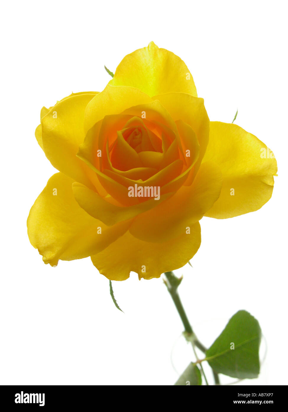 rose (Rosa spec.), cutted out Stock Photo - Alamy