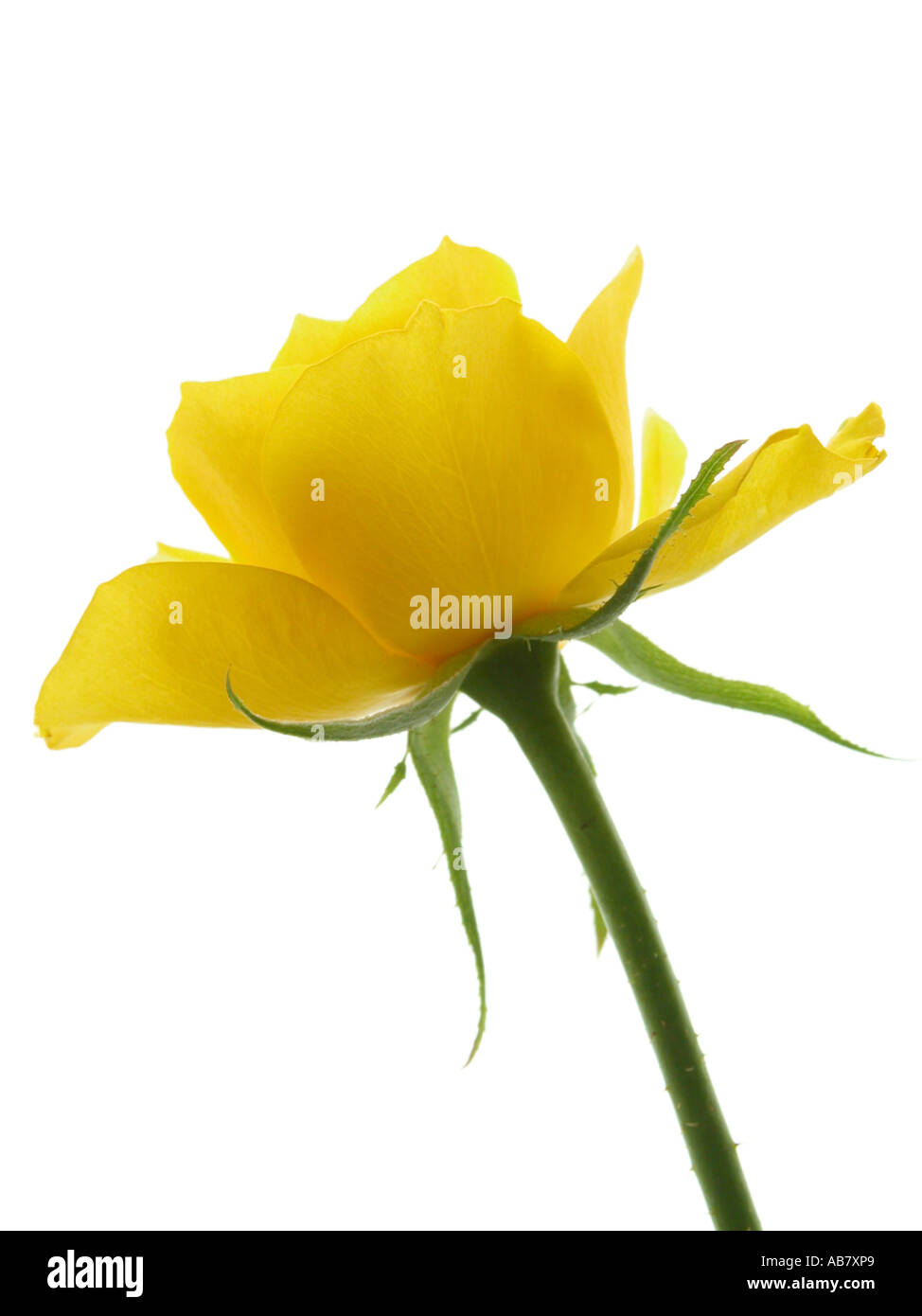 rose (Rosa spec.), cutted out Stock Photo - Alamy