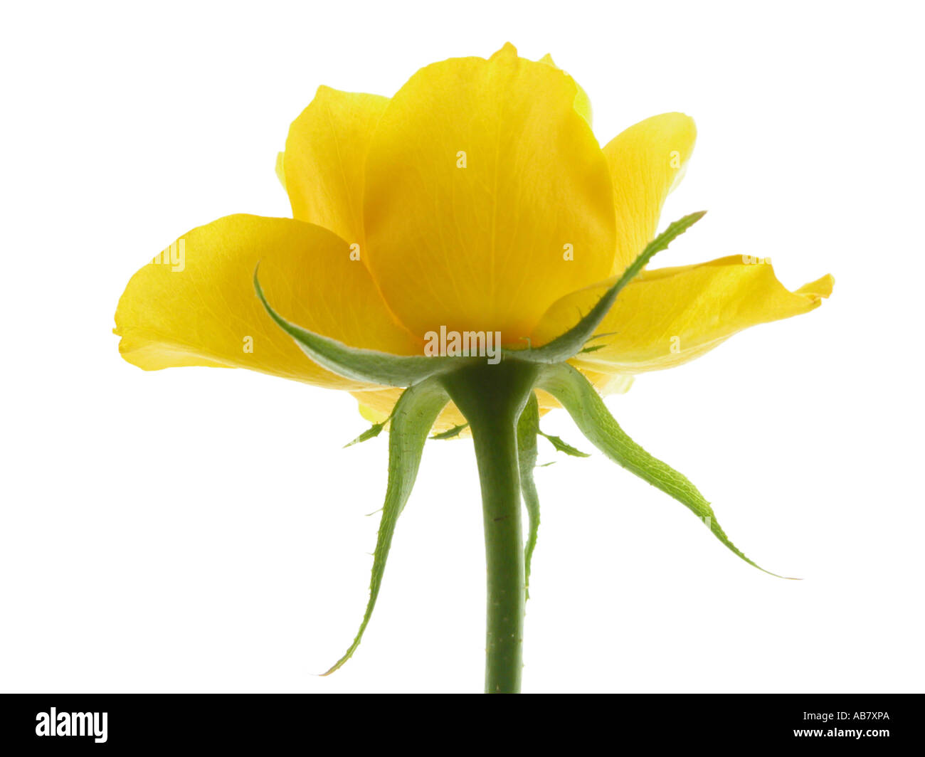 Worms eye view Cut Out Stock Images & Pictures - Alamy