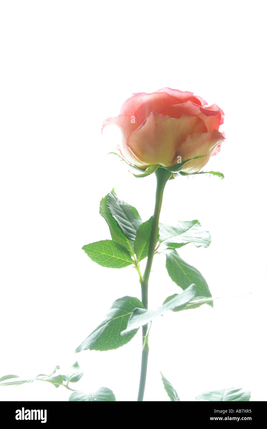 rose (Rosa spec.), cutted out Stock Photo - Alamy