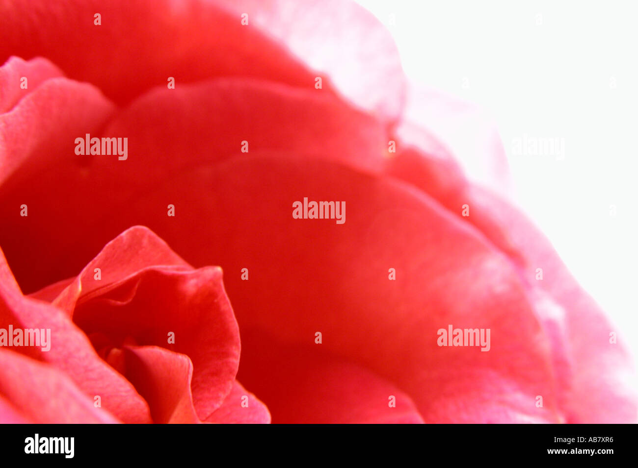 rose (Rosa spec.), detail of the blossom Stock Photo - Alamy