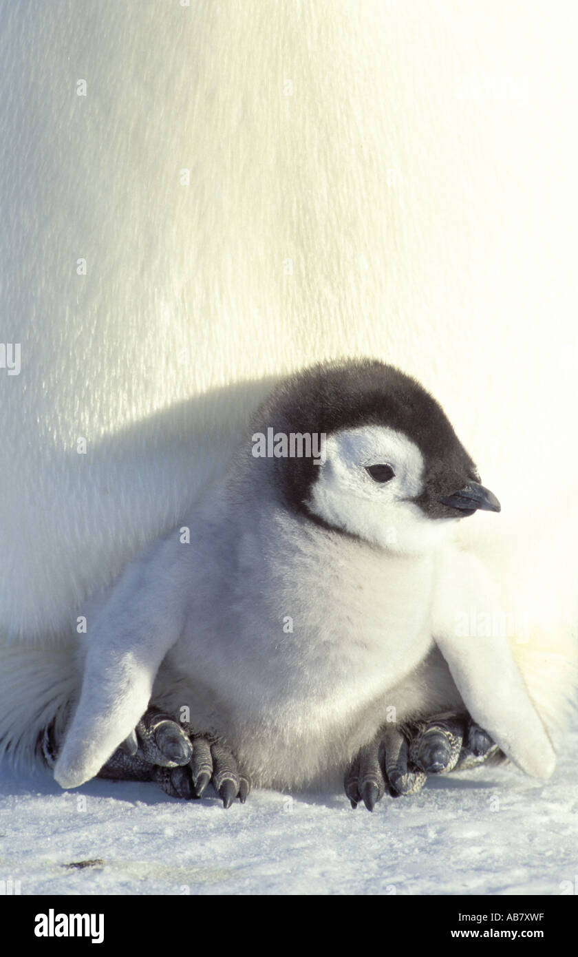Baby emperor penguin closeup hi-res stock photography and images - Alamy