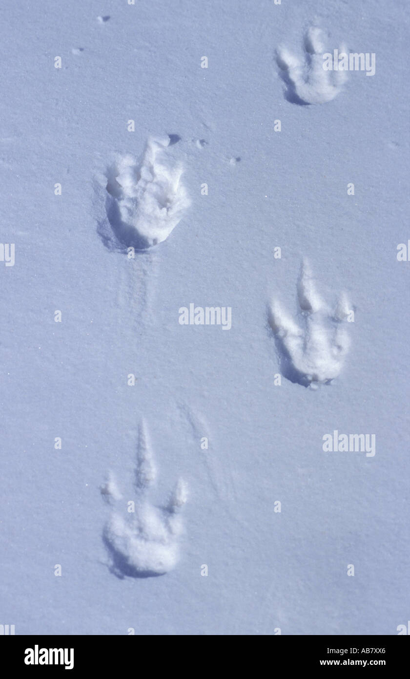 emperor penguin (Aptenodytes forsteri), foot tracks, Antarctica, Dawson ...