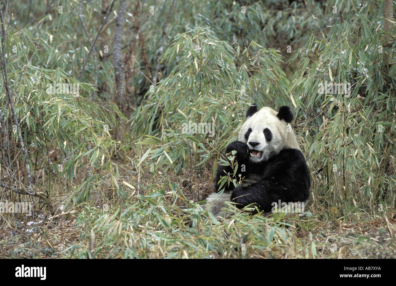 giant panda (Ailuropoda melanoleuca), feeding on bamboo, captive, Panda ...