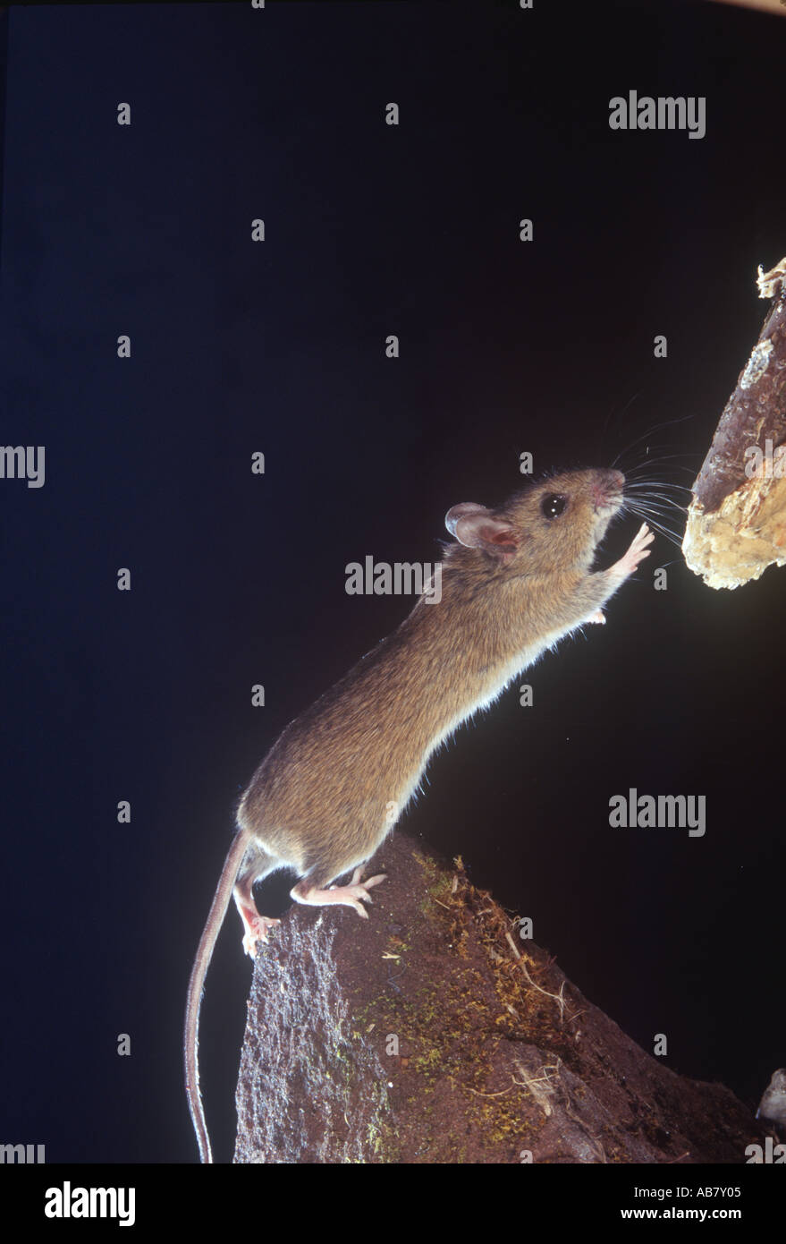 Dark rock mouse hi-res stock photography and images - Alamy