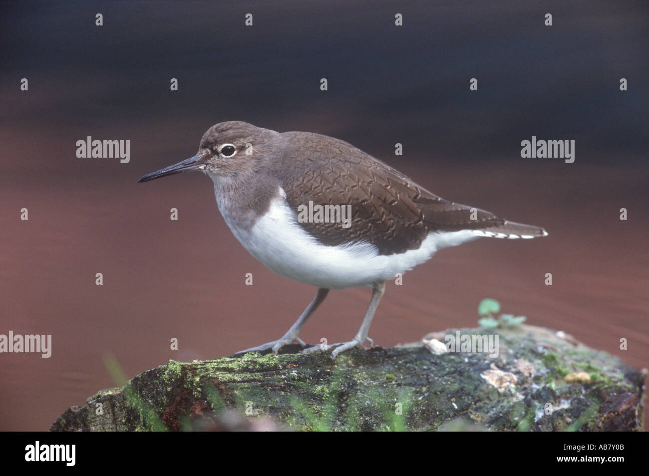 Common Sandpiper Birds Natural World Environment Wales Stock Photo - Alamy