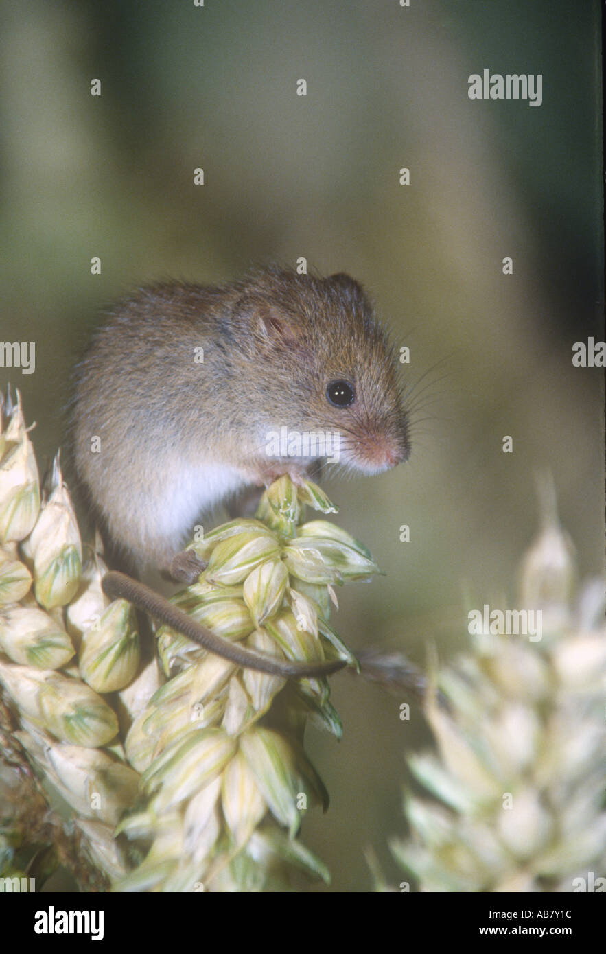 Harvest Mouse Animals Natural World Environment Wales Stock Photo - Alamy