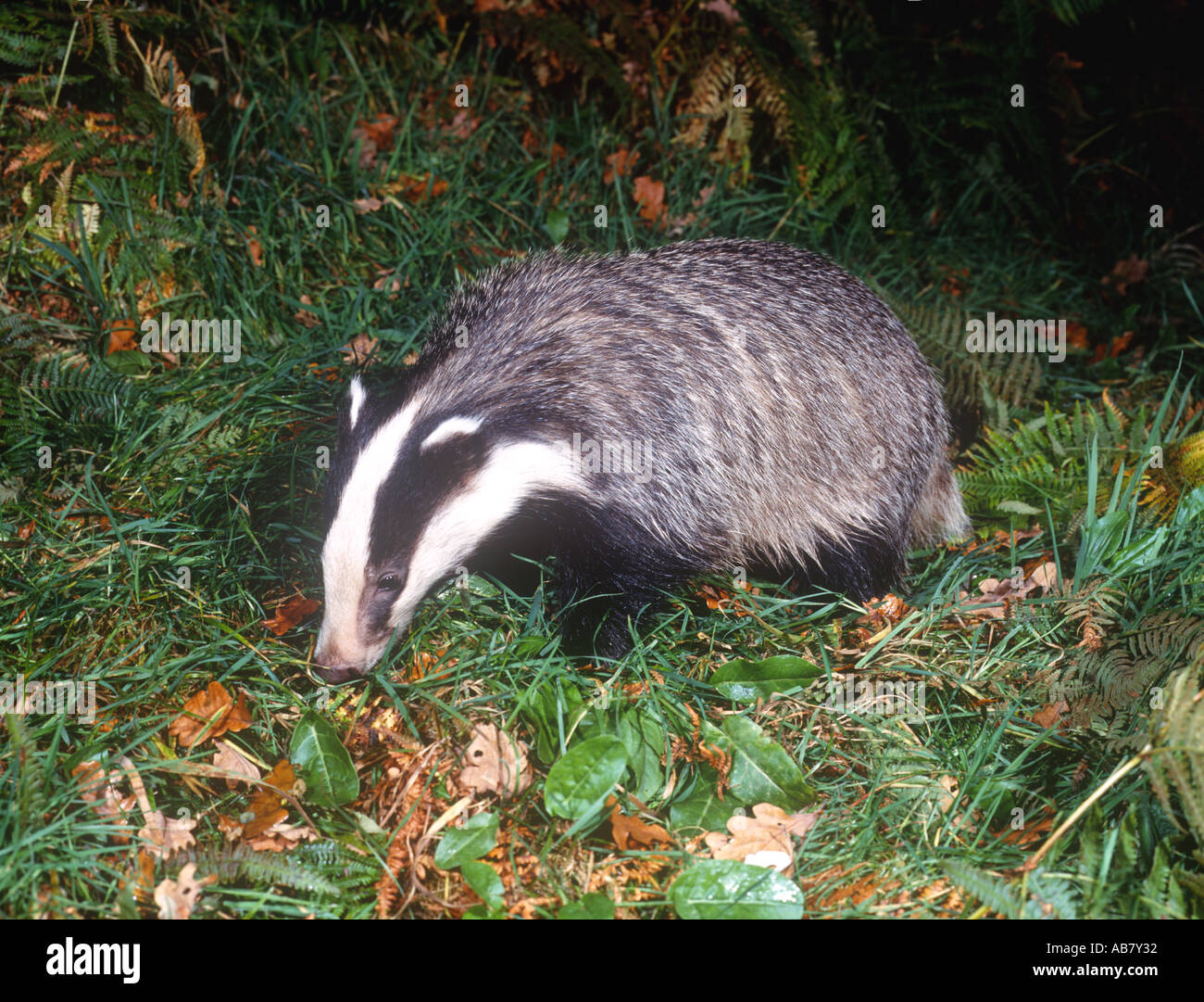 Badger daylight grass hi-res stock photography and images - Alamy