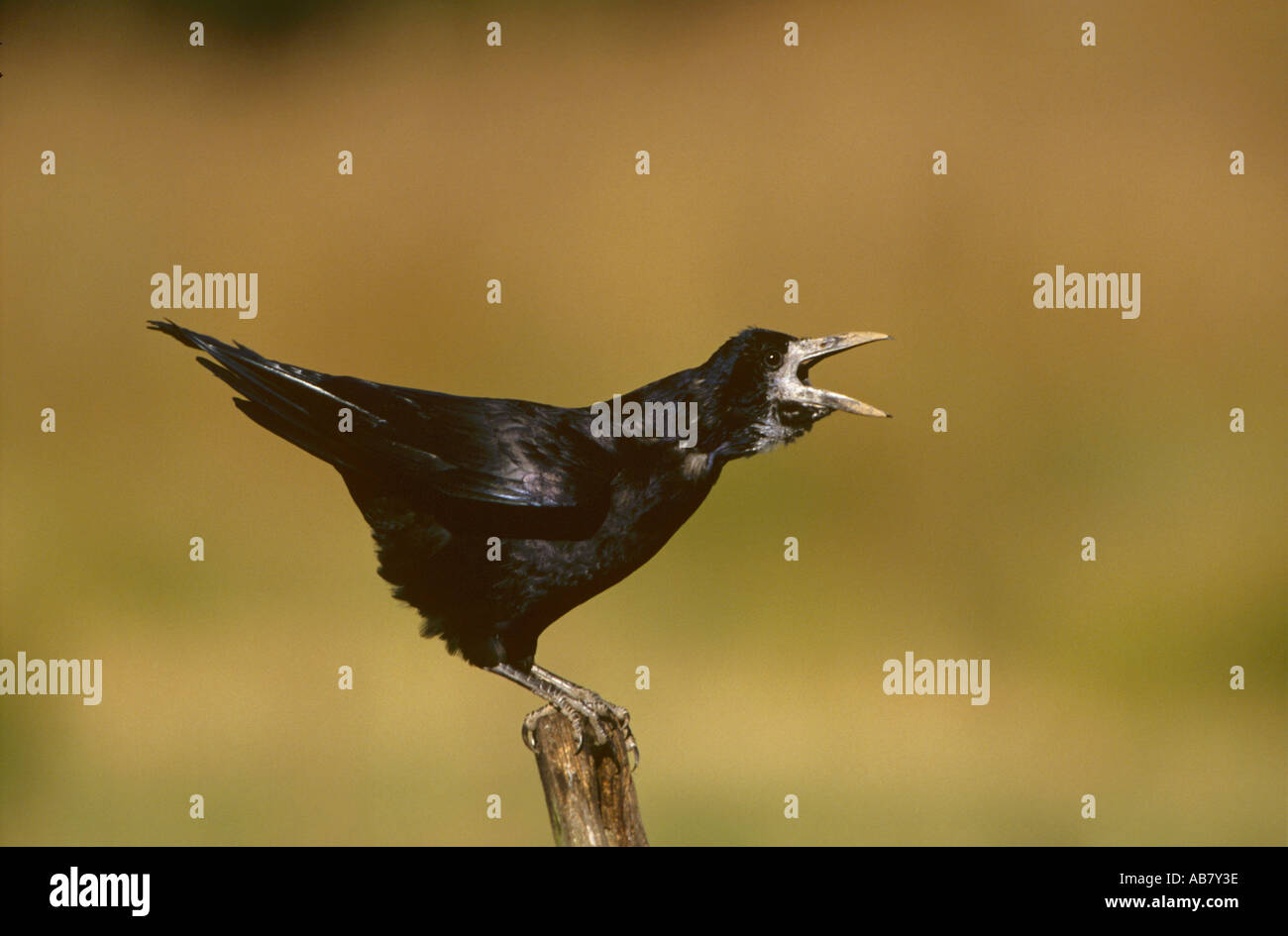 Rook corvus frugilegus calling hi-res stock photography and images - Alamy