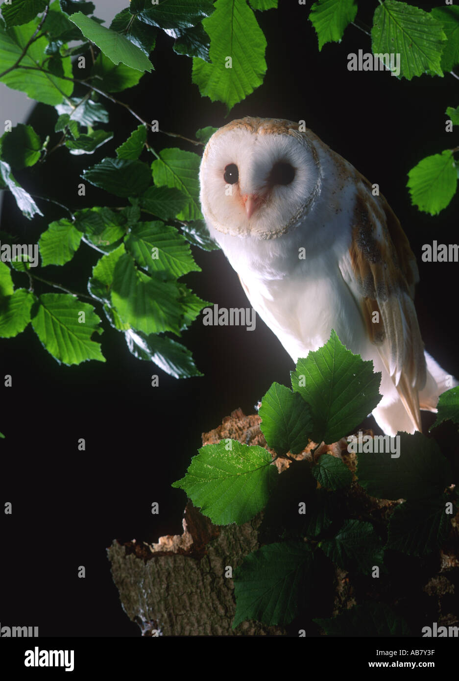 Barn Owl Birds Natural World Environment Wales Stock Photo - Alamy