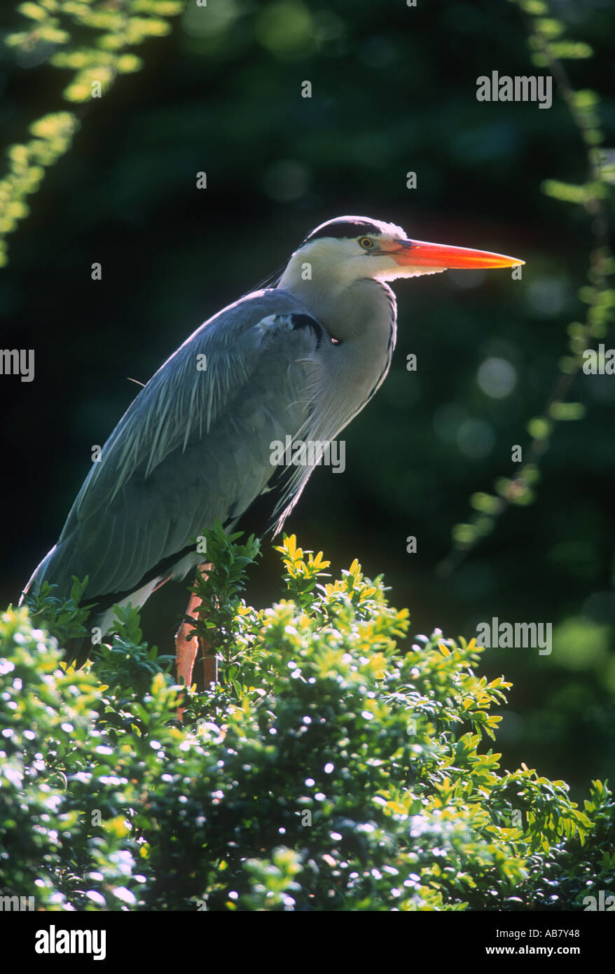 Canopy birds hi-res stock photography and images - Alamy