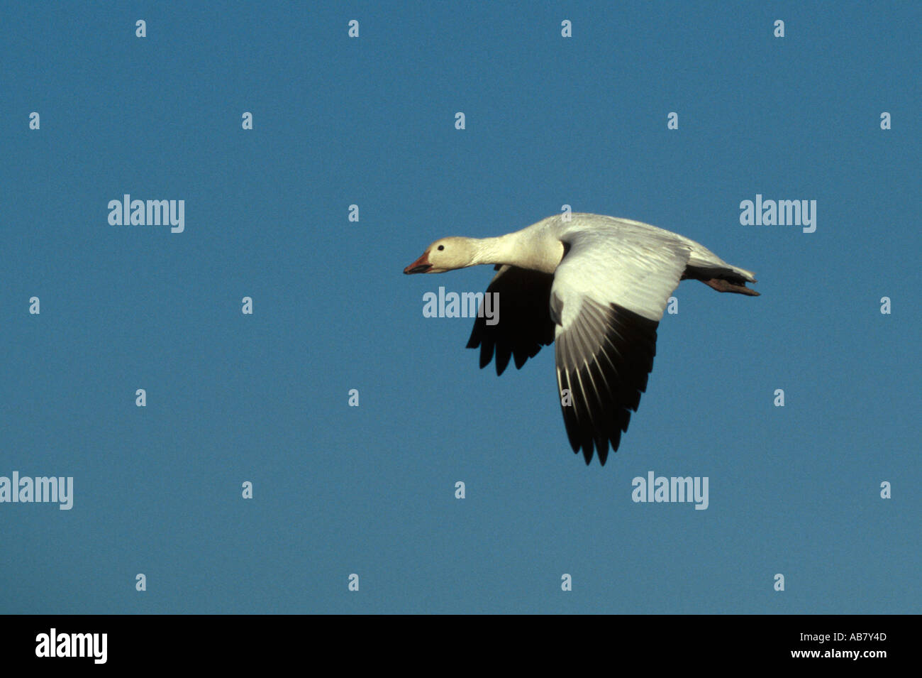 Snow Goose flying at Bosque del Apache Stock Photo - Alamy