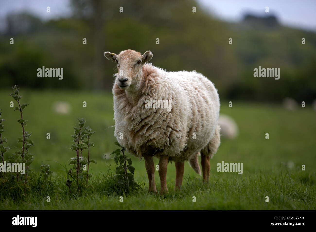 Sheep in Field Animals Agriculture Wales Stock Photo - Alamy