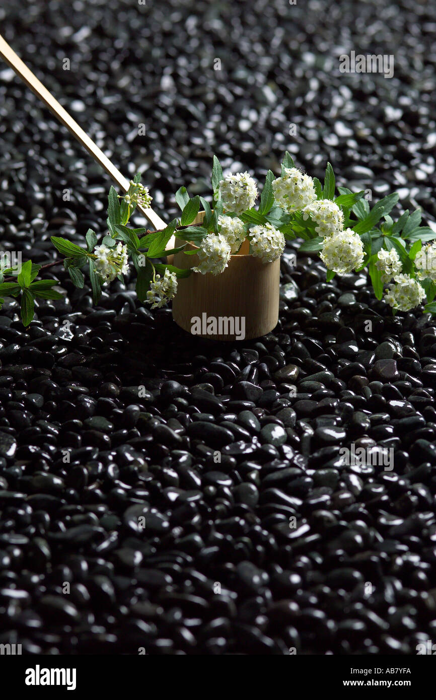 Reeves spirea hi-res stock photography and images - Alamy