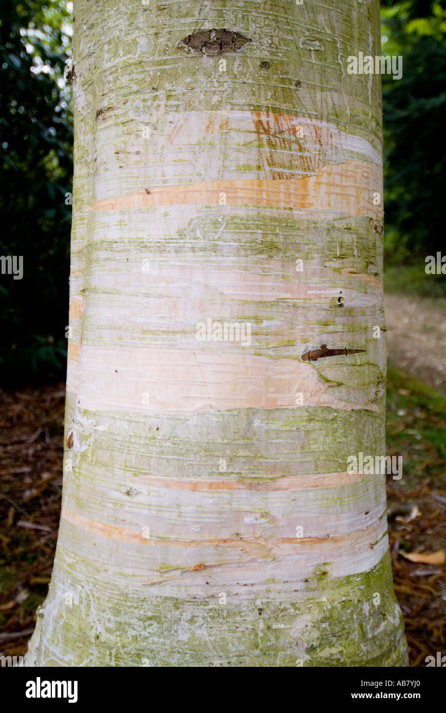 bark of a silver birch tree Stock Photo - Alamy