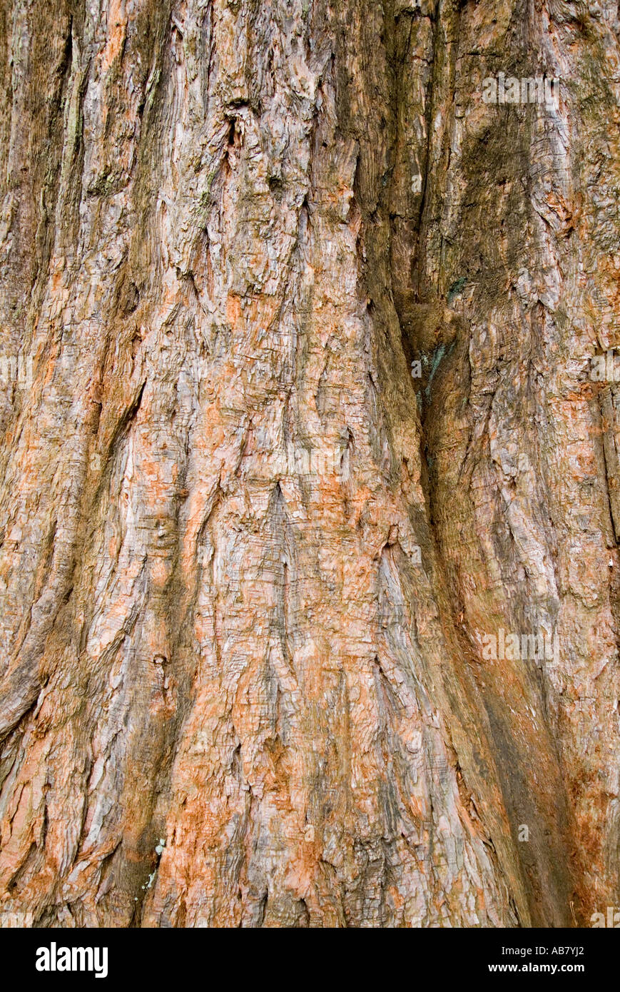 trunk of a cedar tree Stock Photo - Alamy