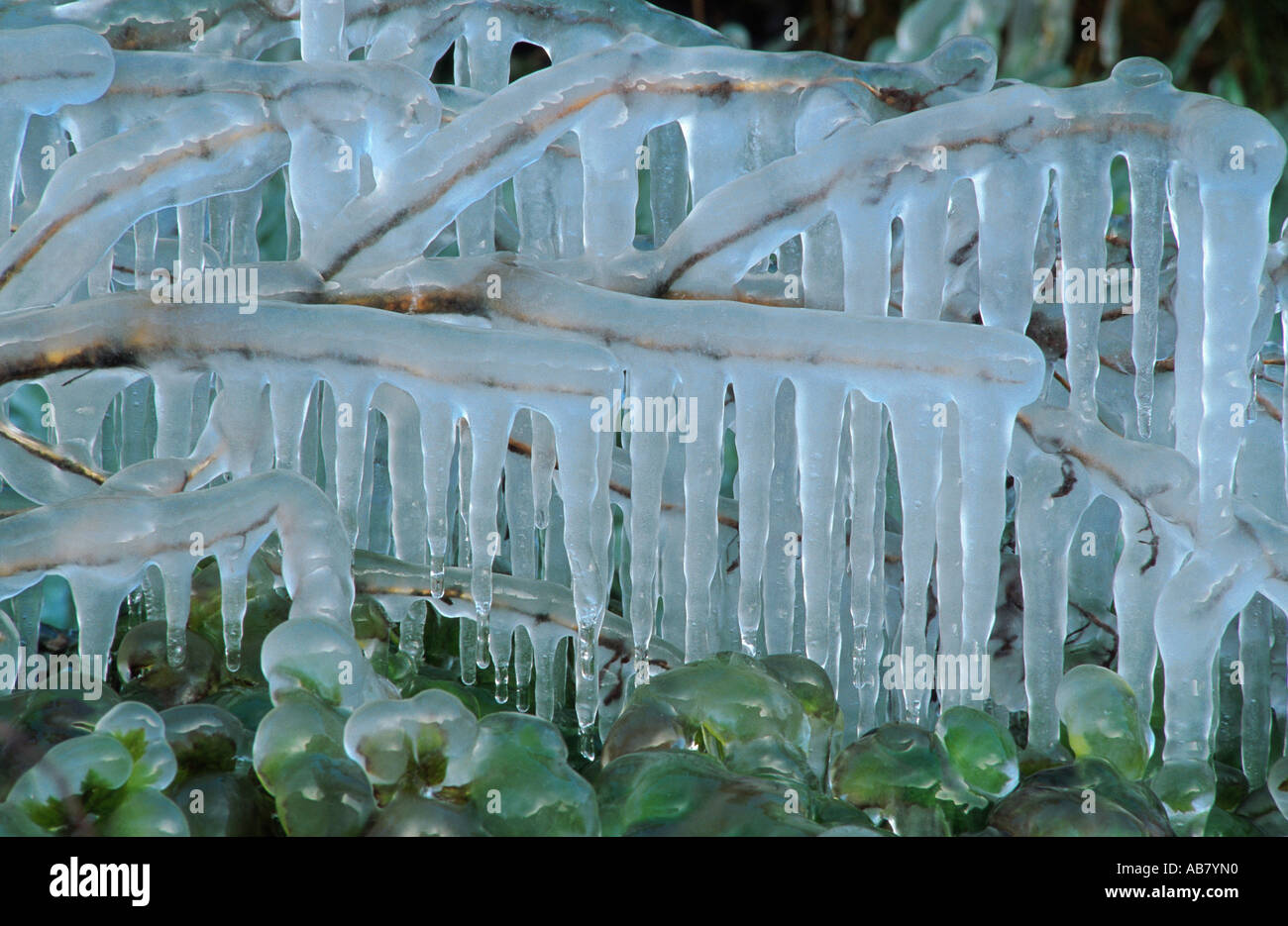 L branch hi-res stock photography and images - Alamy