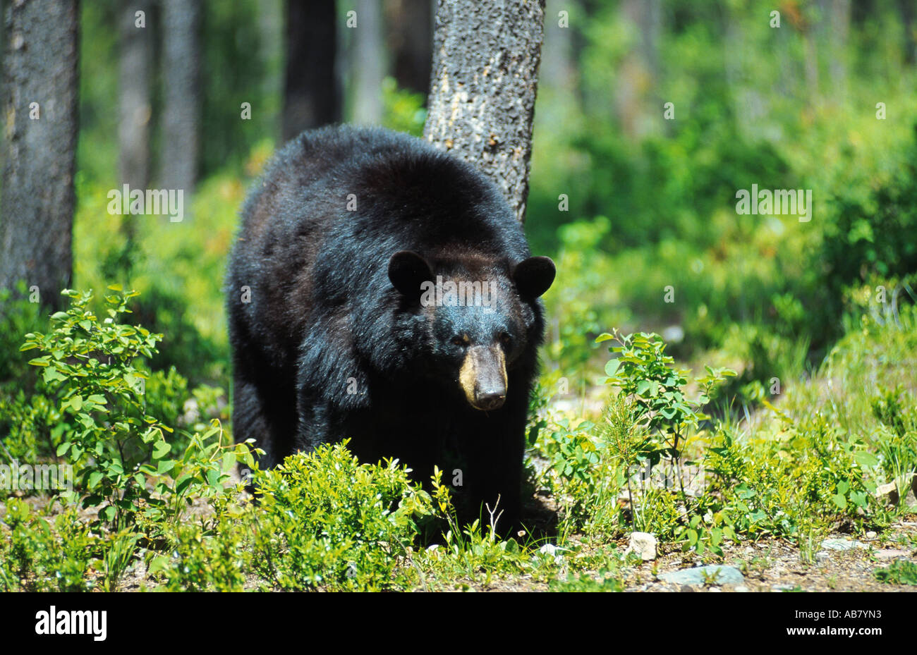 American black bear (Ursus americanus), walking through forest Stock ...