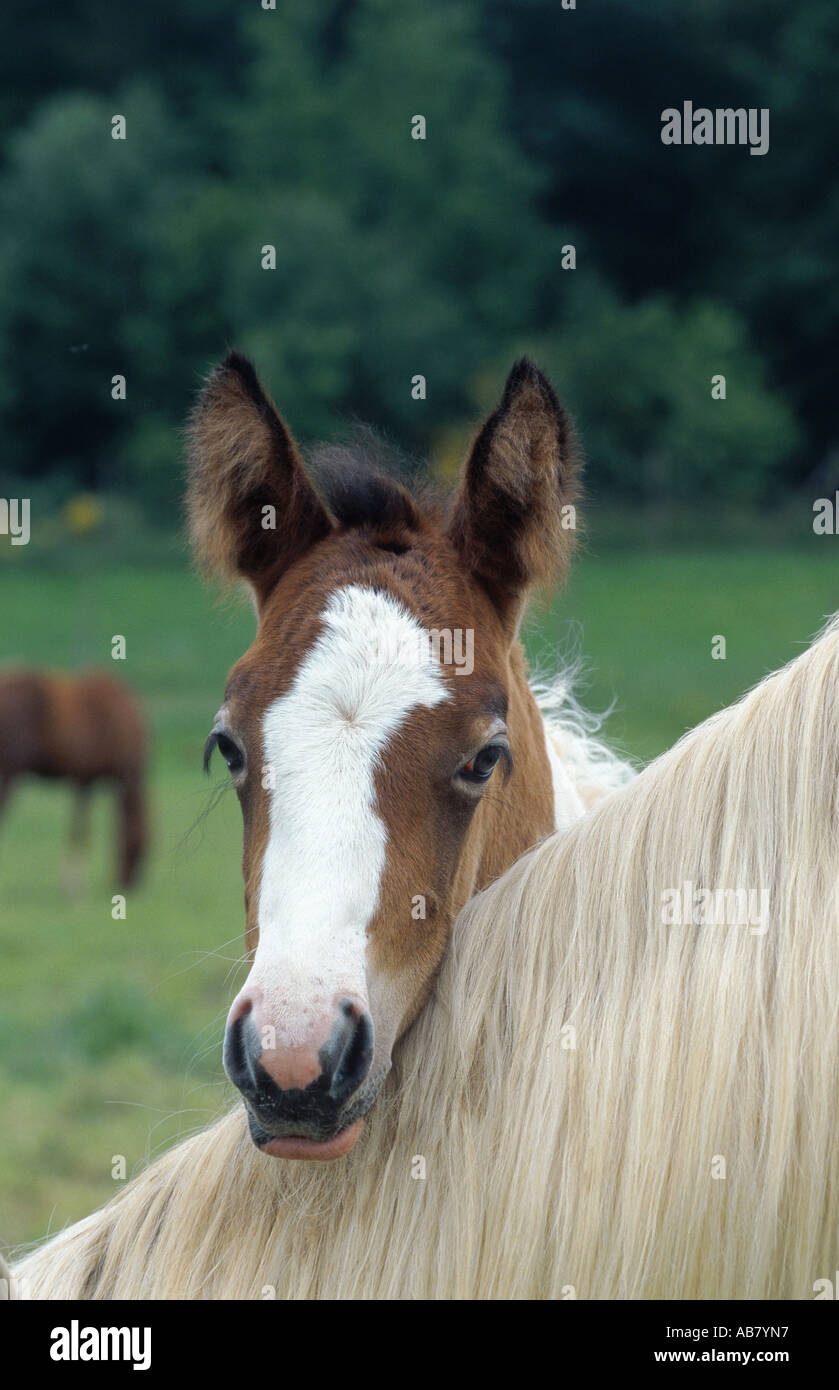 Lewitzer pony hi-res stock photography and images - Alamy