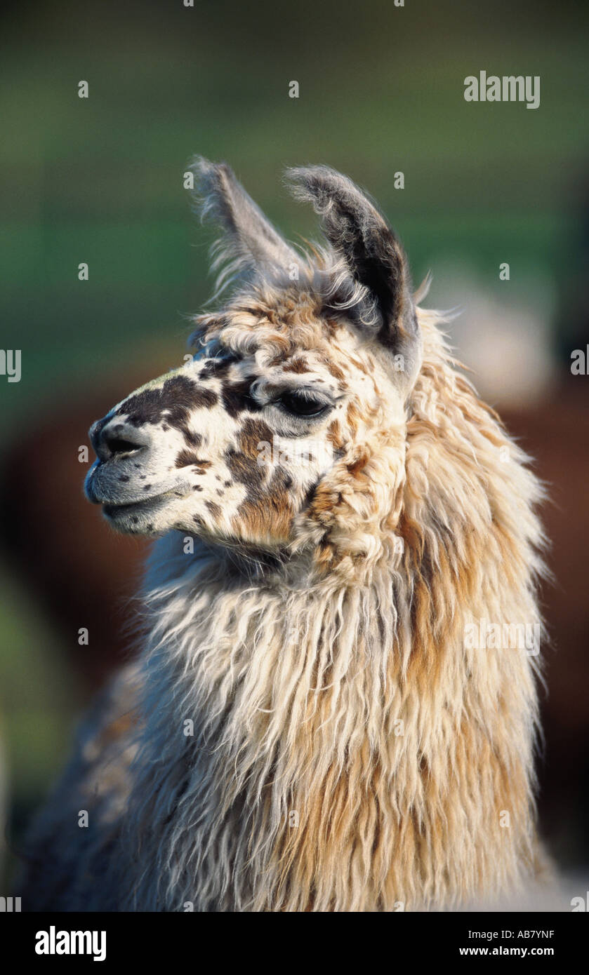 llama (Lama glama), portrait Stock Photo - Alamy