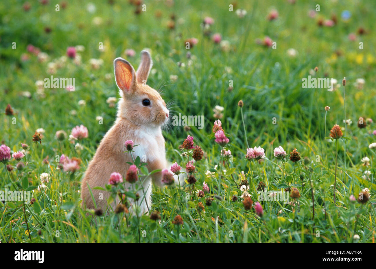 domestic rabbit (Oryctolagus cuniculus f. domestica), bunny sitting on ...