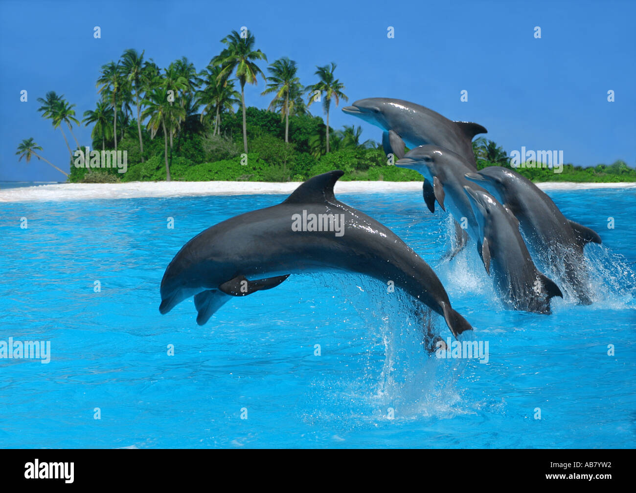 bottlenosed dolphin, common bottle-nosed dolphin (Tursiops truncatus ... bottlenosed dolphin, common bottle-nosed dolphin (Tursiops truncatus ...