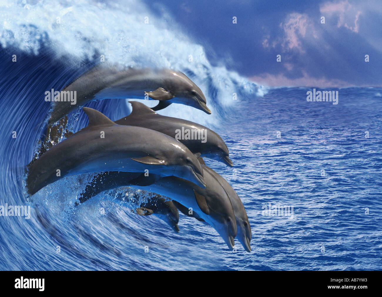 bottlenosed dolphin, common bottle-nosed dolphin (Tursiops truncatus ... bottlenosed dolphin, common bottle-nosed dolphin (Tursiops truncatus ...