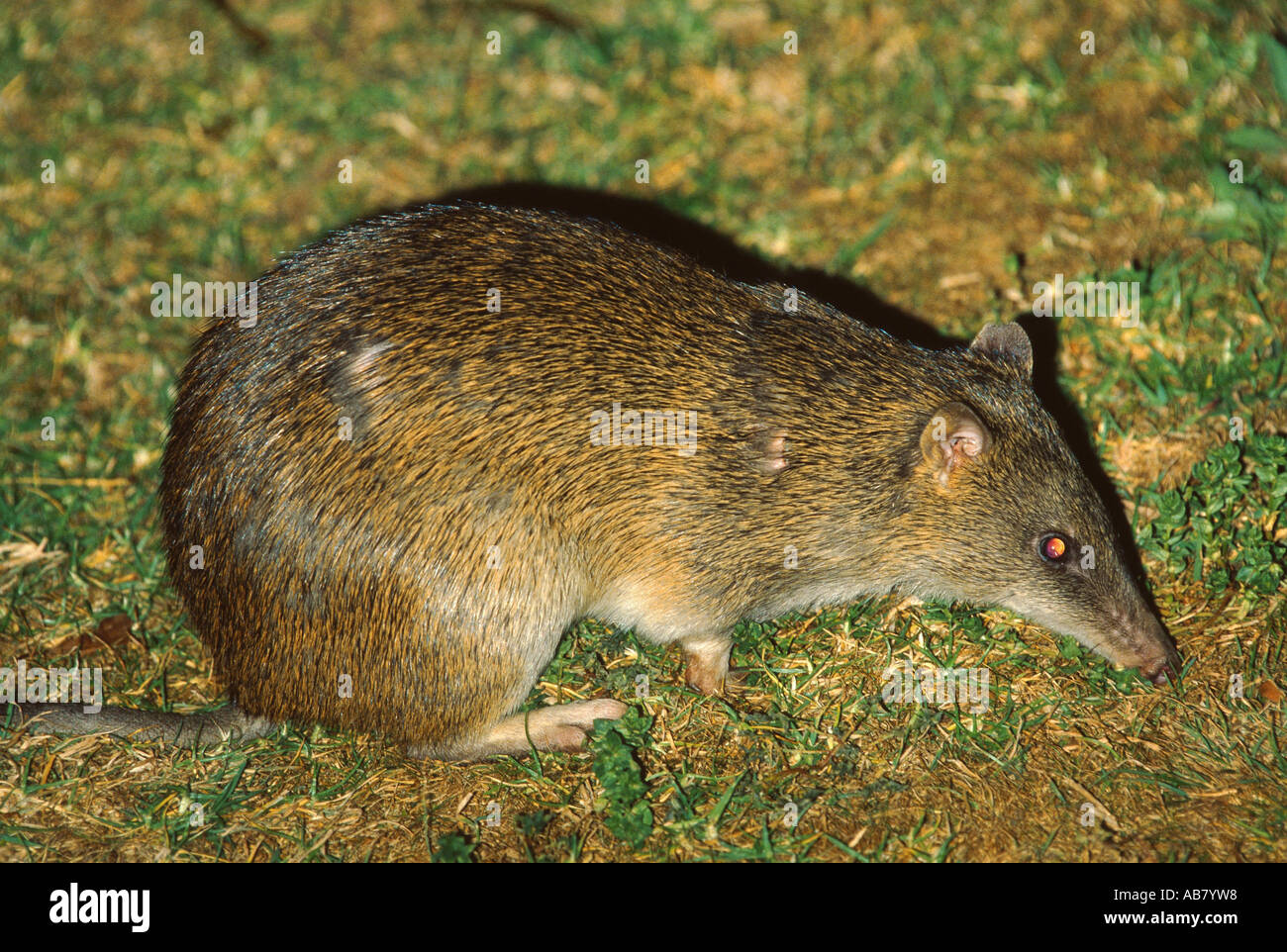 northern brown or brindled bandicoot (Isoodon macrourus Stock Photo - Alamy
