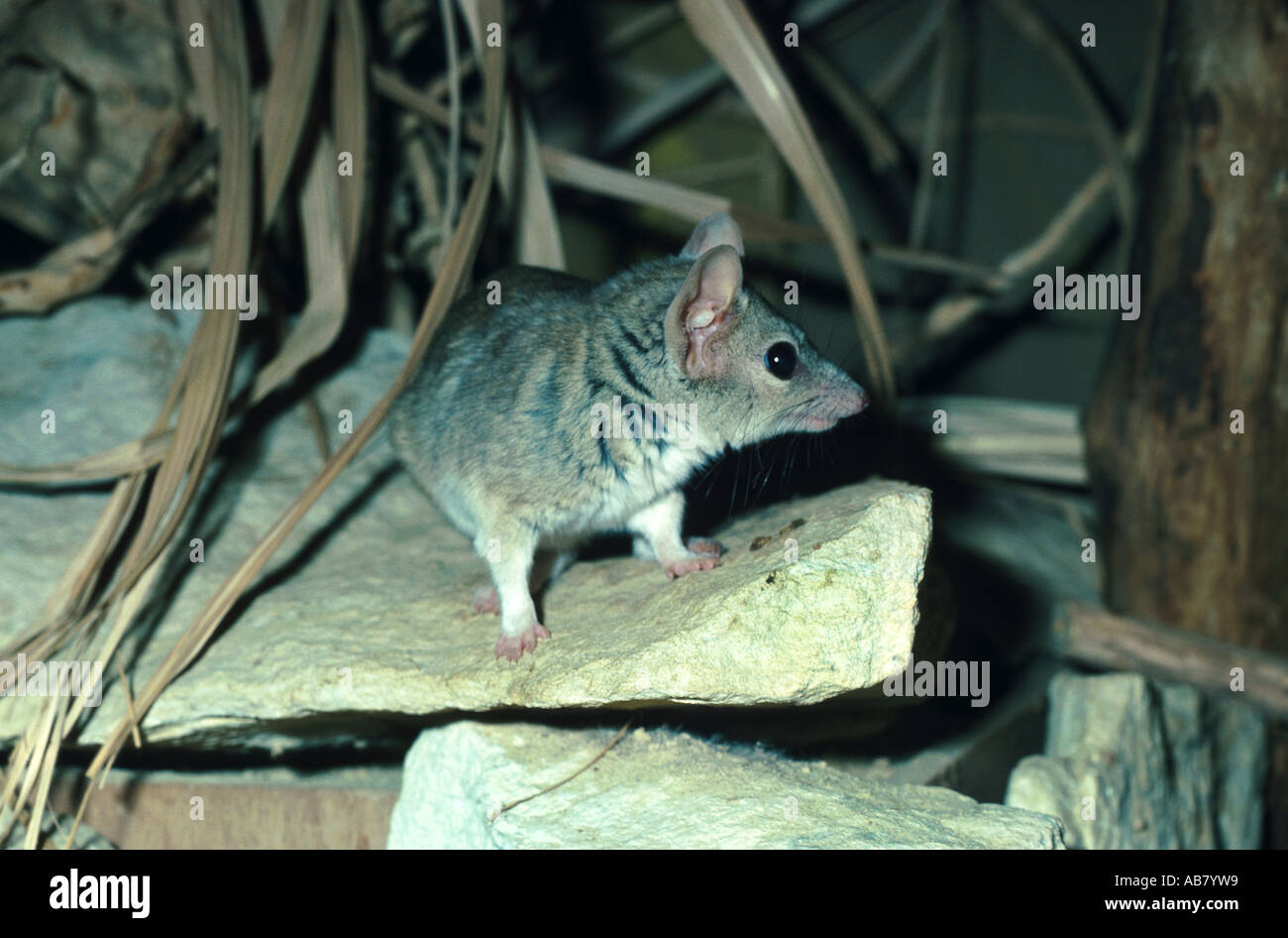 kowari (Dasyuroides byrnei Stock Photo - Alamy