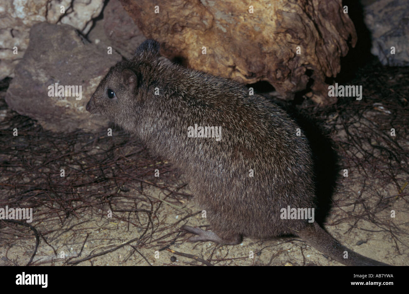 long-nosed potoroo (Potorous tridactylus Stock Photo - Alamy