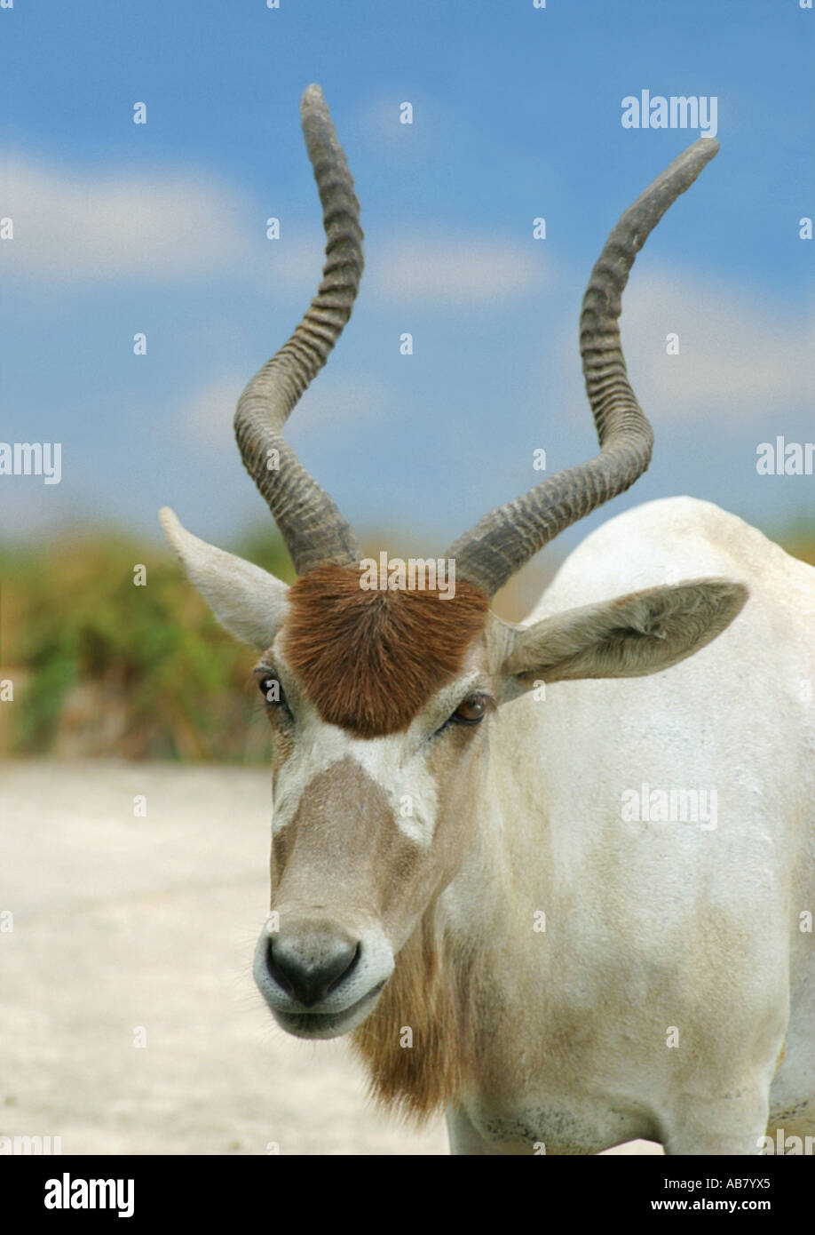 addax (Addax nasomaculatus), portrait Stock Photo - Alamy