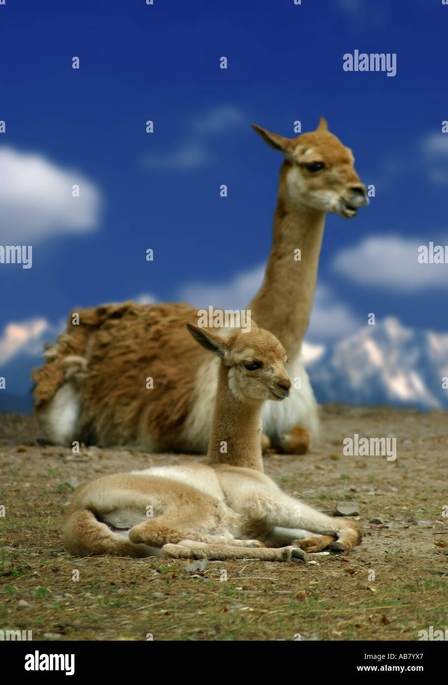 vicuna (Vicugna vicugna), mother with young, resting Stock Photo - Alamy