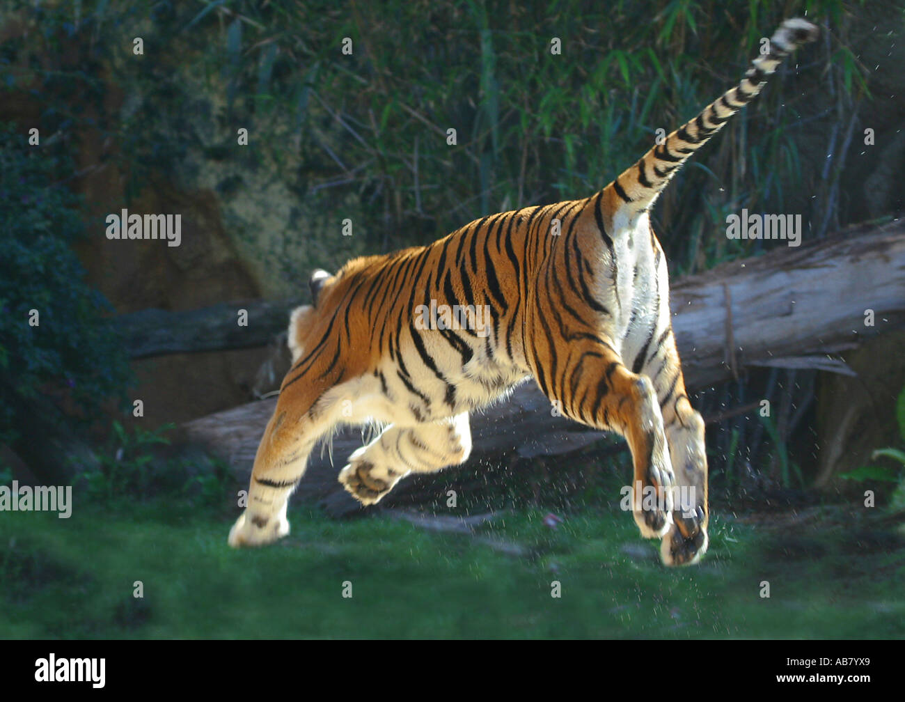 Sumatran tiger (Panthera tigris sumatrae), running, rear view Stock ...