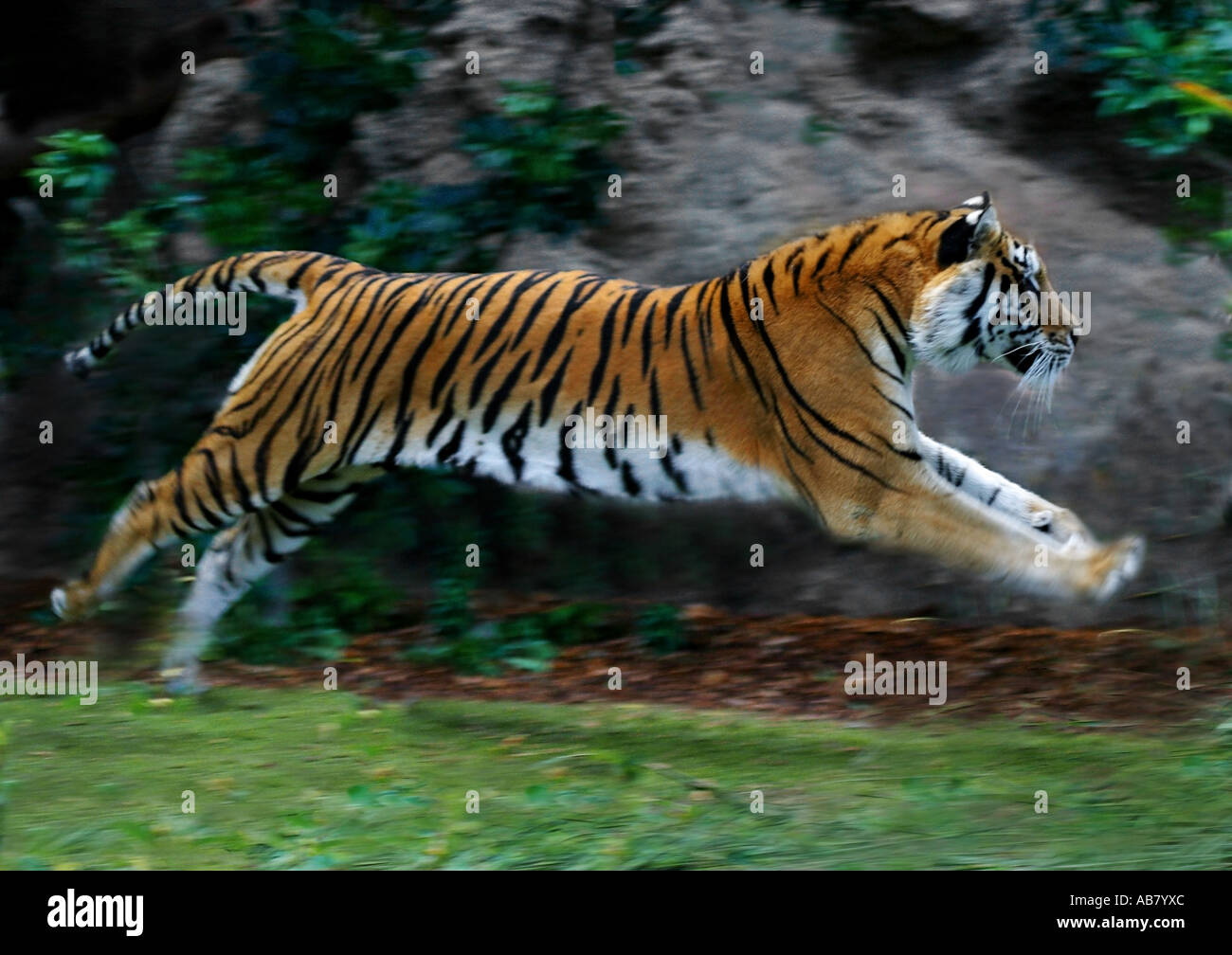 Tiger Running Images