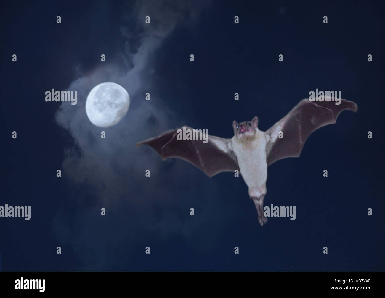 Old World fruit bats (Pteropodidae), flying, againt full moon Stock ...