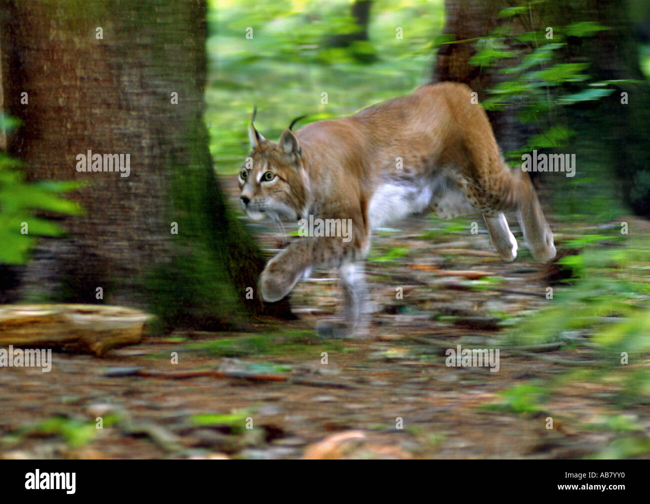 Eurasian lynx (Lynx lynx), running Stock Photo - Alamy