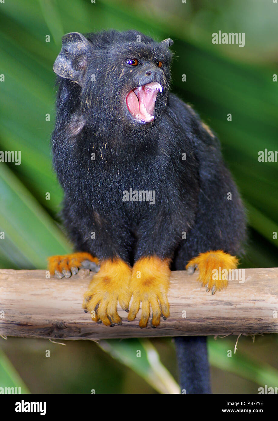 Midas tamarin (Saguinus midas), sitting on branch, calling Stock Photo ...