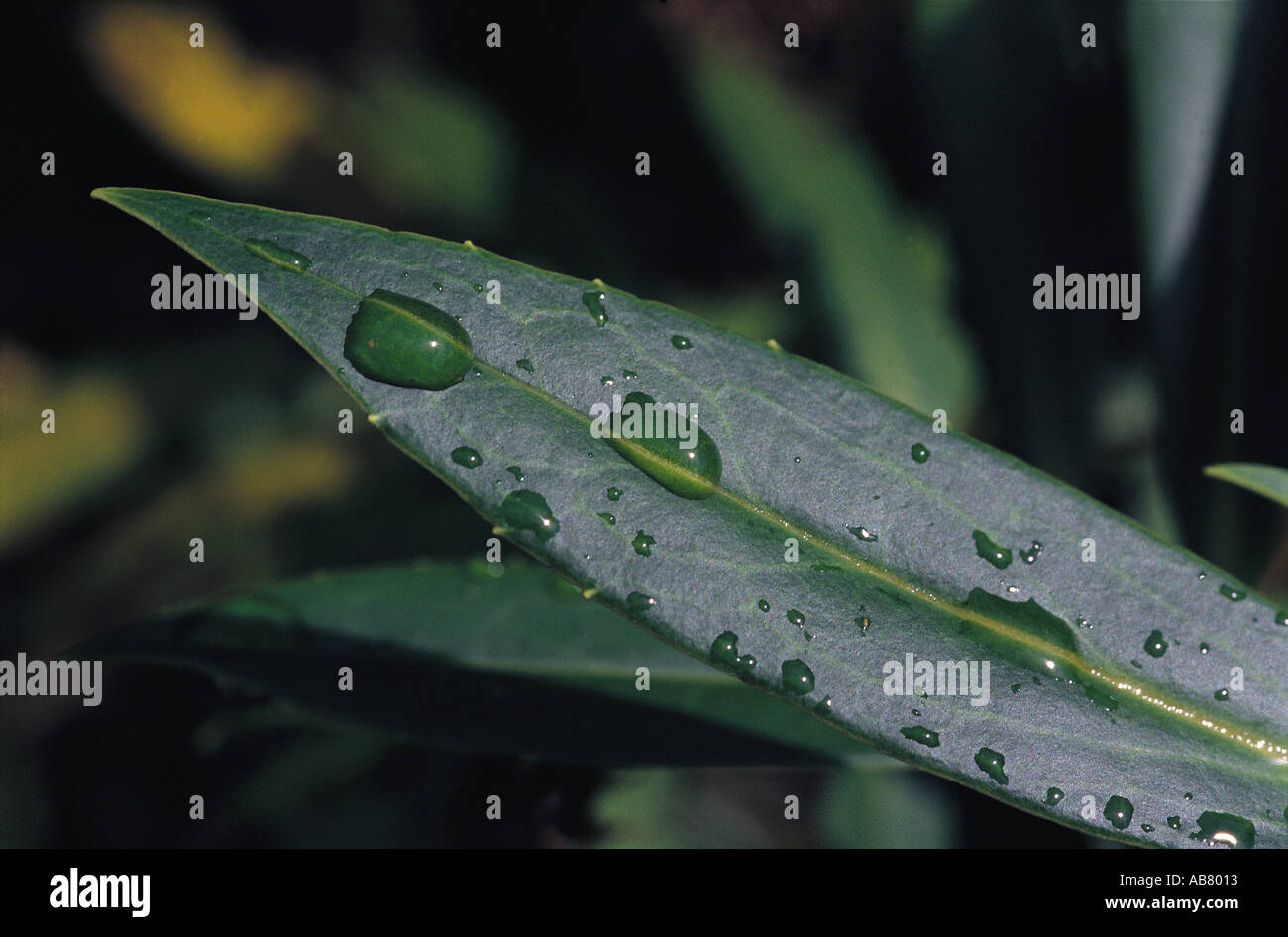 Dew dew point hi-res stock photography and images - Alamy