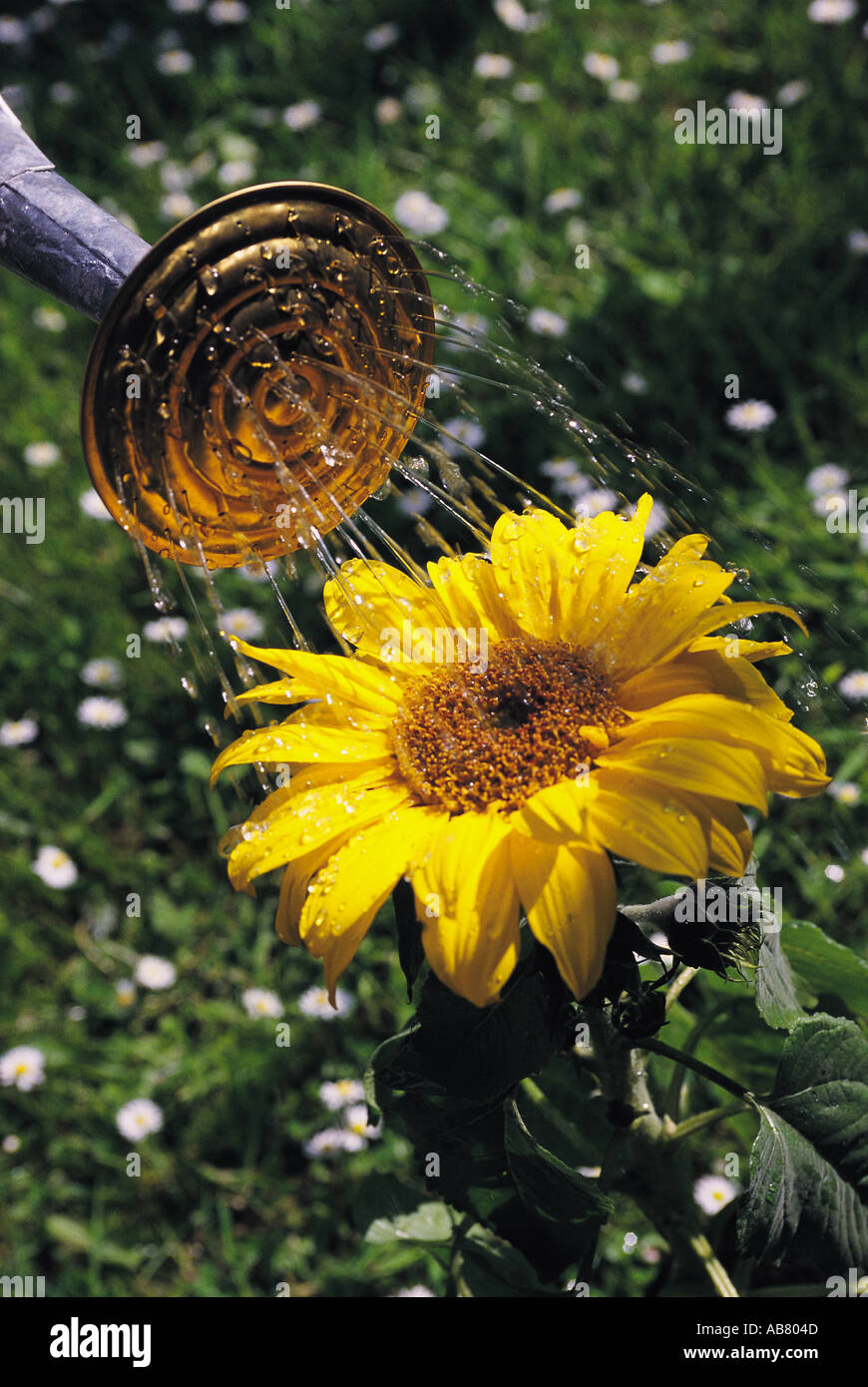 Watering can sunflower hi-res stock photography and images - Alamy