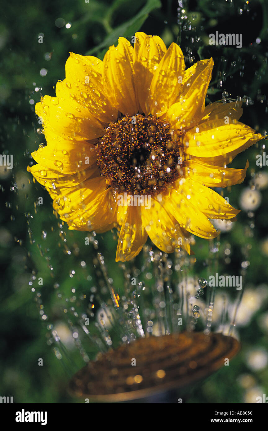 Sunflower being watered Stock Photo - Alamy