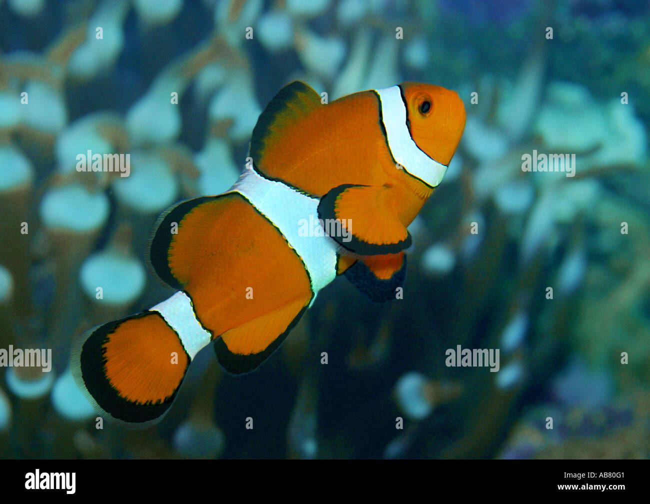 orange clownfish, clown anemonefish (Amphiprion percula), symbiosis ...